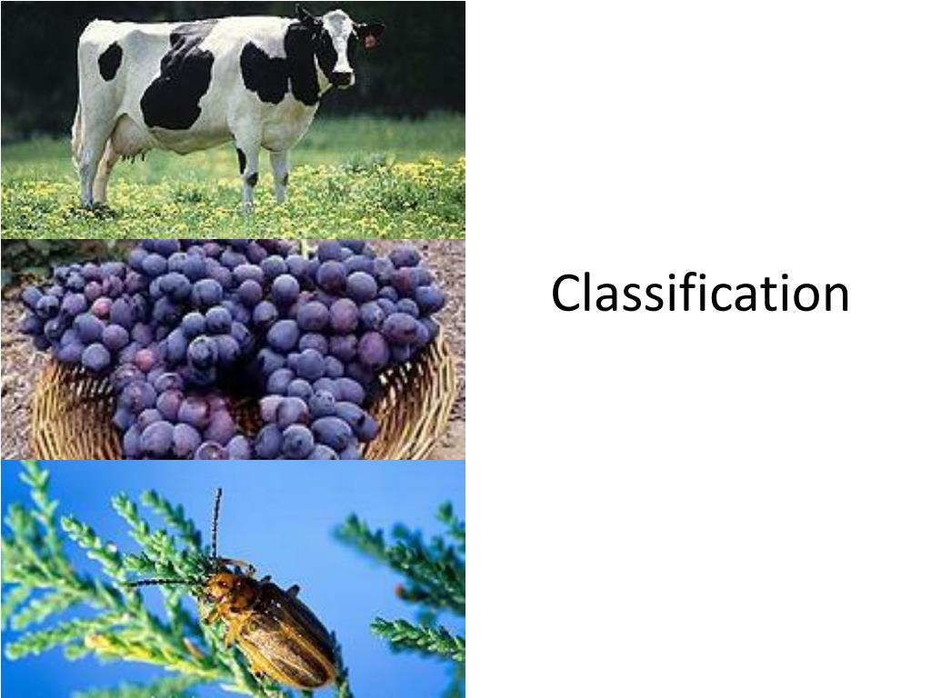 PPT - Classification PowerPoint Presentation, free download - ID:3041643