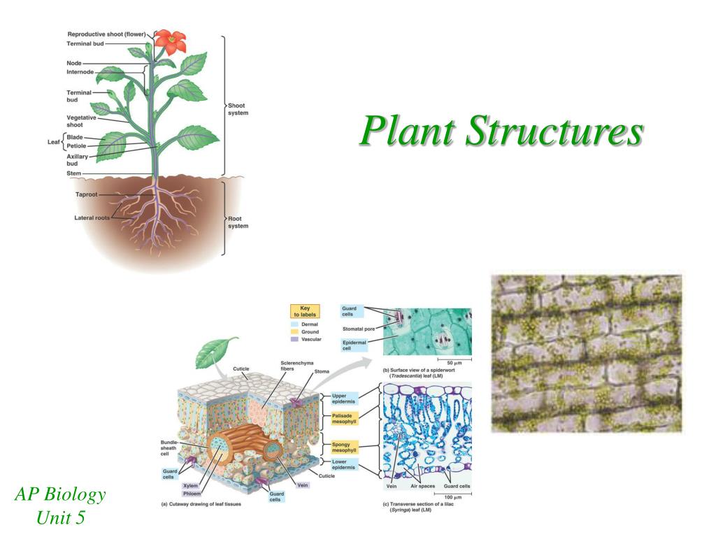 PPT - Plant Structures PowerPoint Presentation, free download - ID:3042394