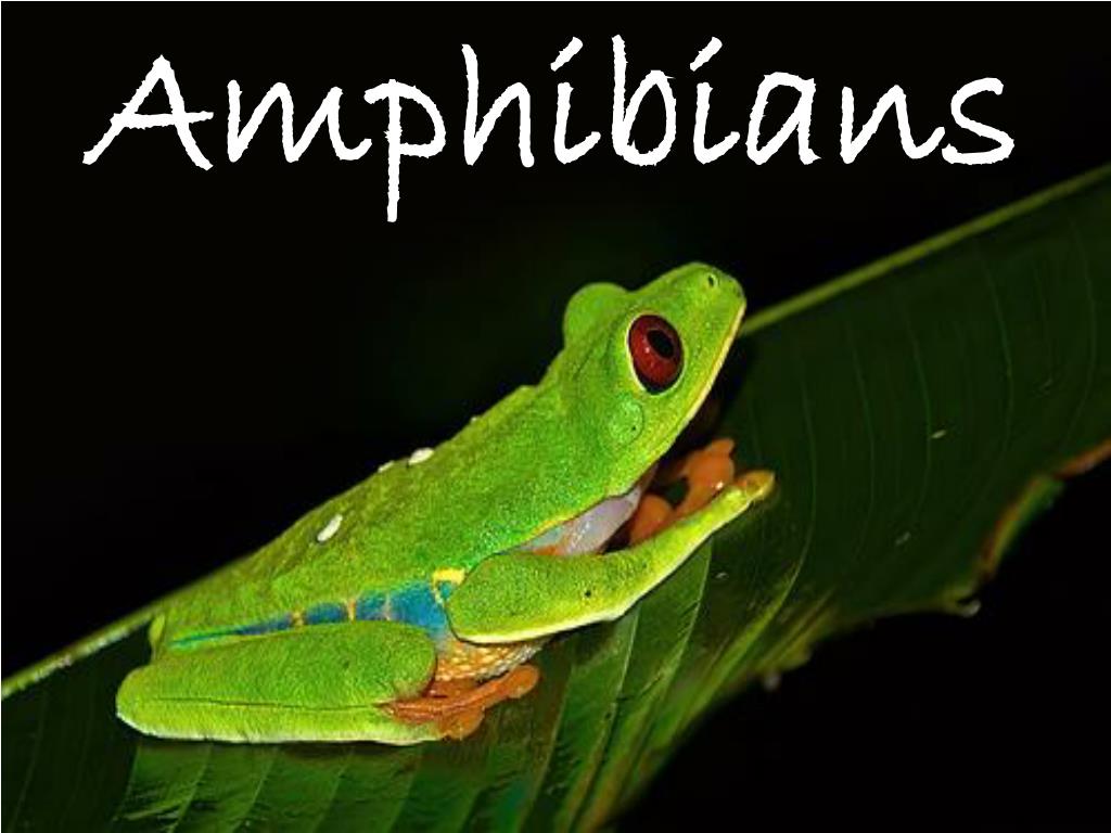 PPT - Amphibians PowerPoint Presentation, free download - ID:3042853