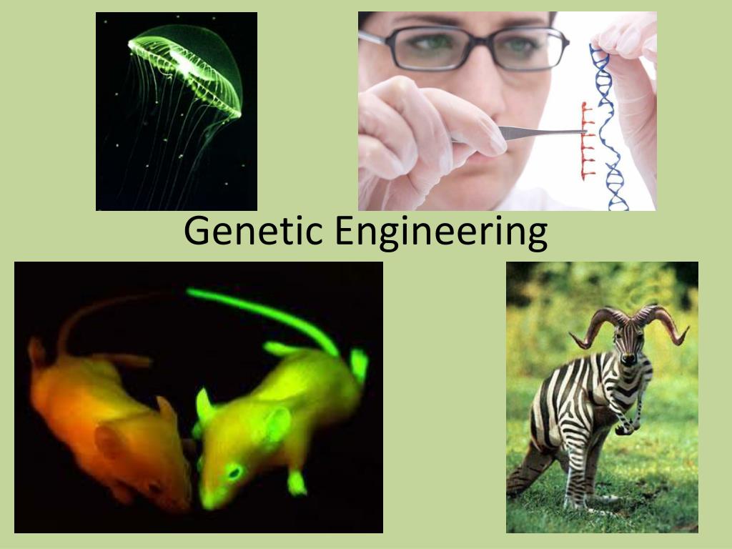PPT - Genetic Engineering PowerPoint Presentation, free download - ID ...