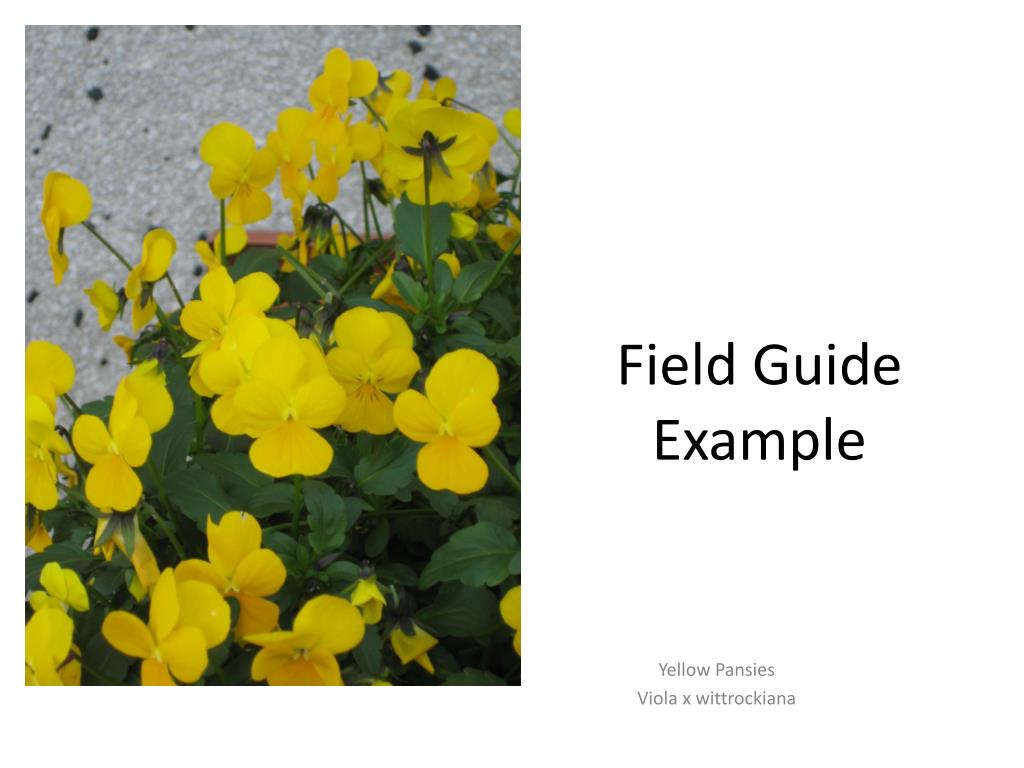 PPT - Field Guide Example PowerPoint Presentation, free download - ID ...