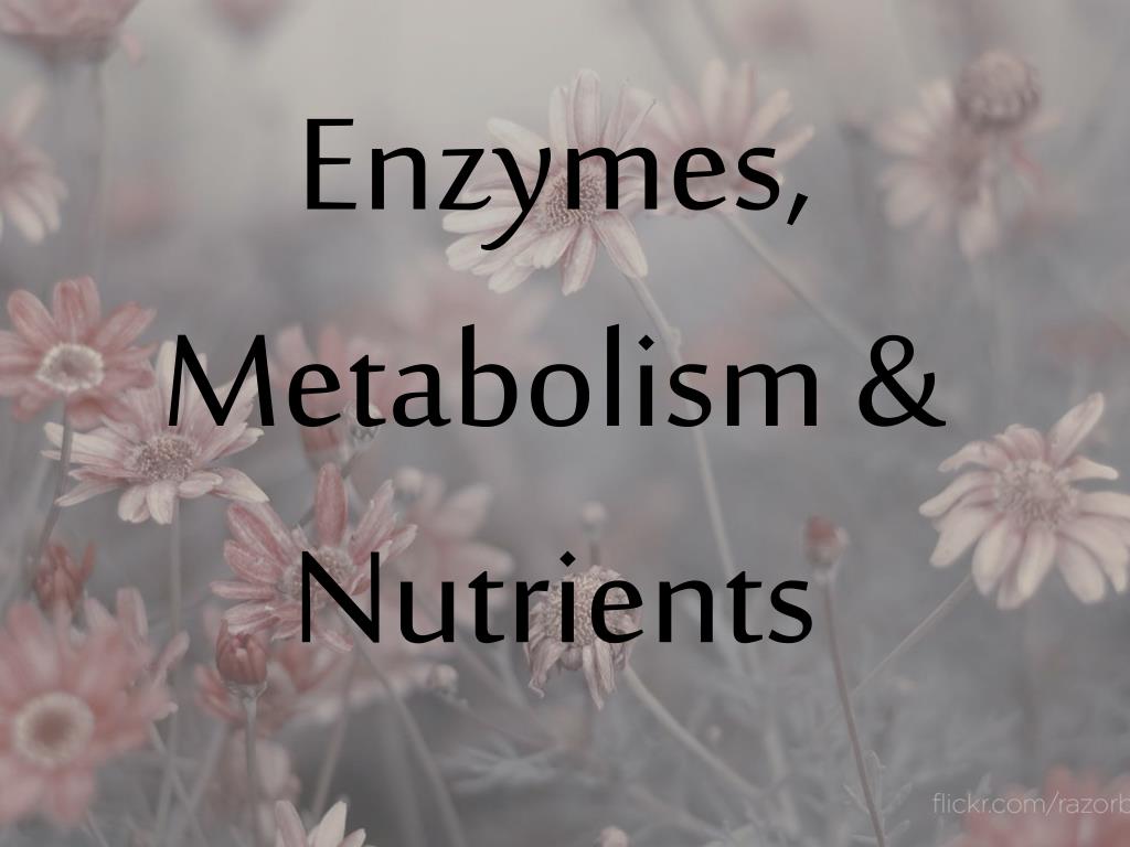 PPT - Enzymes, Metabolism & Nutrients PowerPoint Presentation, free ...