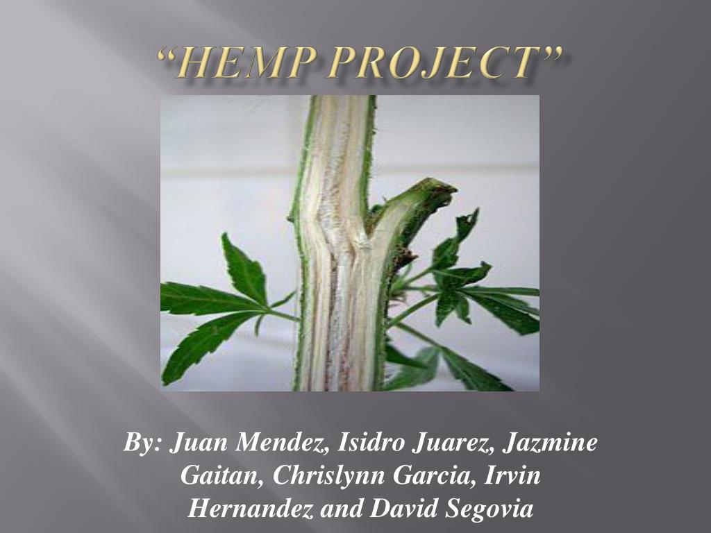PPT - “Hemp Project” PowerPoint Presentation, free download - ID:3061140