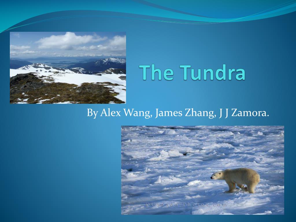 PPT - The Tundra PowerPoint Presentation, free download - ID:3061340