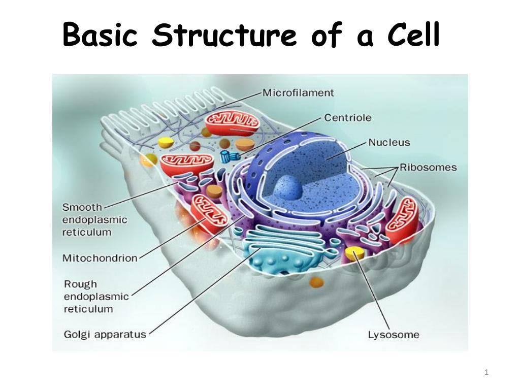 PPT - Basic Structure of a Cell PowerPoint Presentation, free download ...