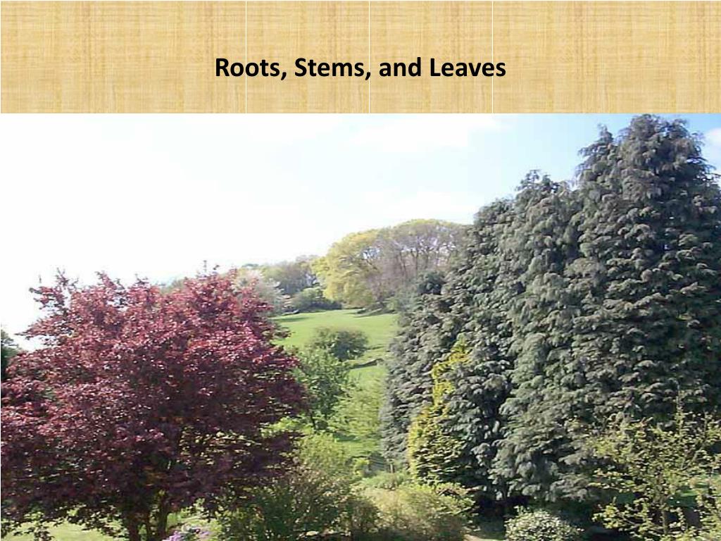 PPT - Roots , Stems, and Leaves PowerPoint Presentation, free download ...