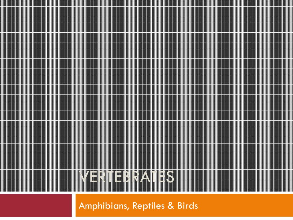 PPT - Vertebrates PowerPoint Presentation, free download - ID:3062228