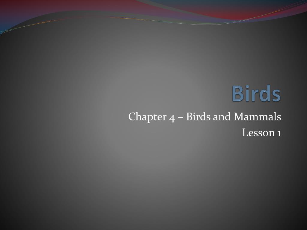PPT - Birds PowerPoint Presentation, free download - ID:3063440