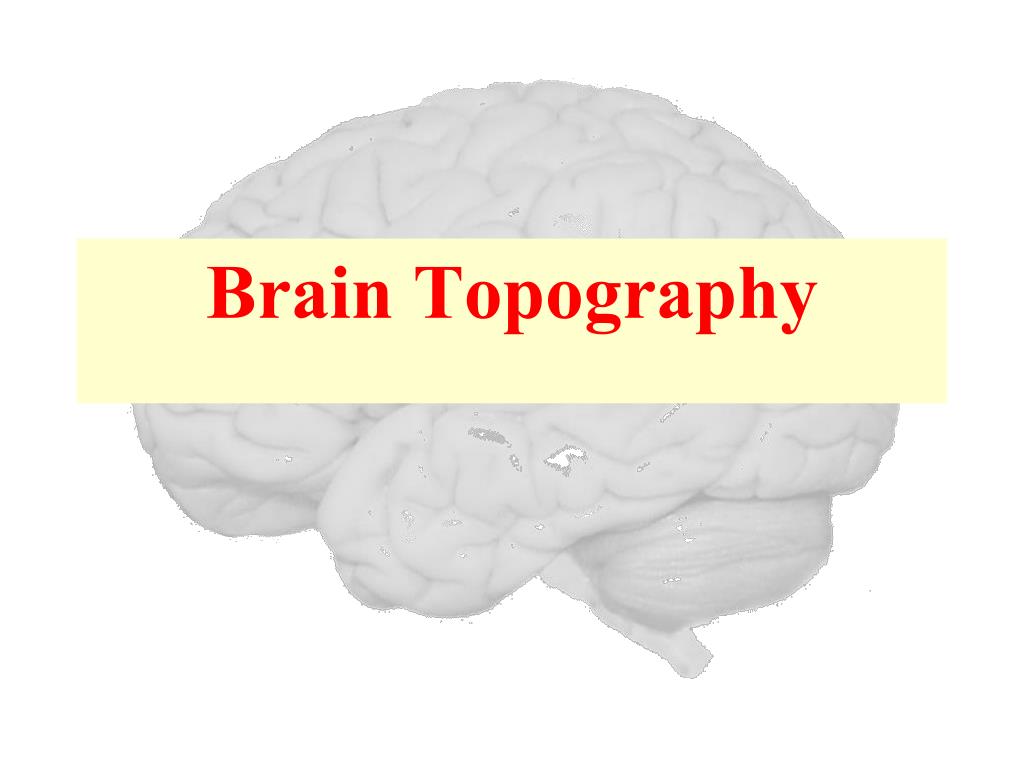 PPT - Brain Topography PowerPoint Presentation, free download - ID:3065672