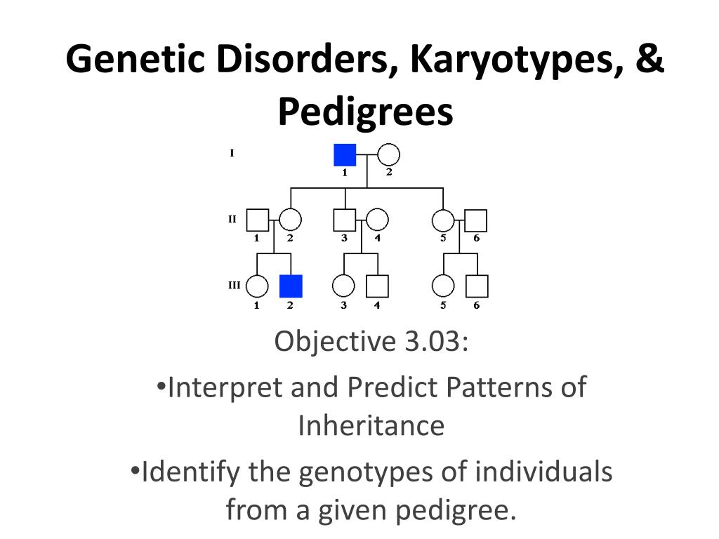 PPT - Genetic Disorders, Karyotypes , & Pedigrees PowerPoint ...