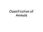 PPT - Classification of Agricultural Animals PowerPoint Presentation ...