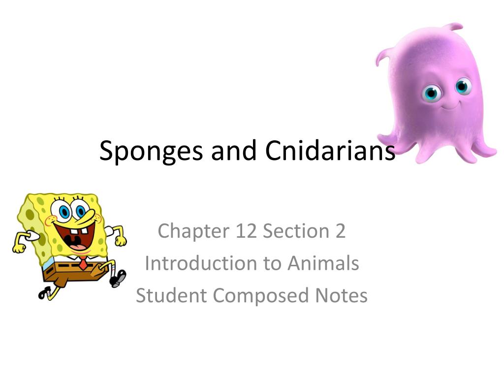 PPT - Sponges and Cnidarians PowerPoint Presentation, free download ...