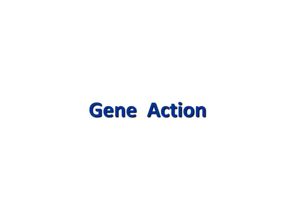 PPT - Gene Action PowerPoint Presentation, free download - ID:3069318