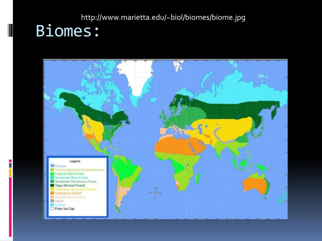 PPT - Biomes: PowerPoint Presentation, free download - ID:3071092