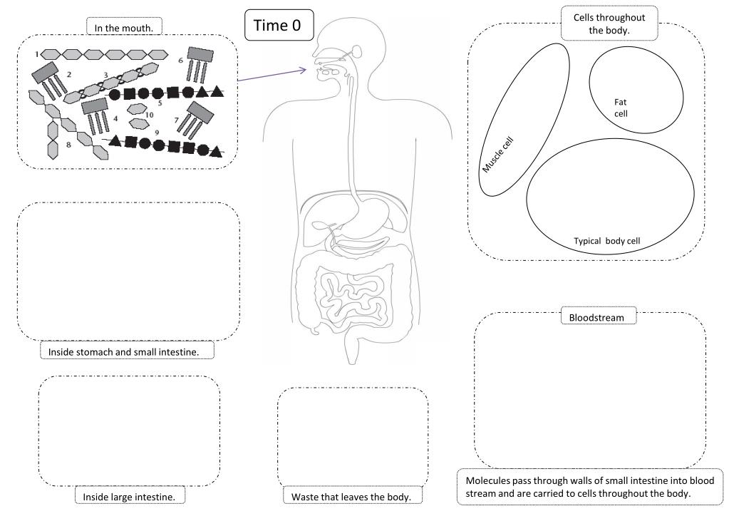 PPT - Inside stomach and small intestine. PowerPoint Presentation, free ...