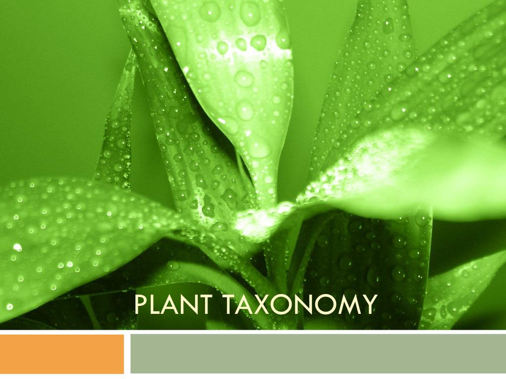 PPT - PLANT TAXONOMY PowerPoint Presentation, free download - ID:3077844