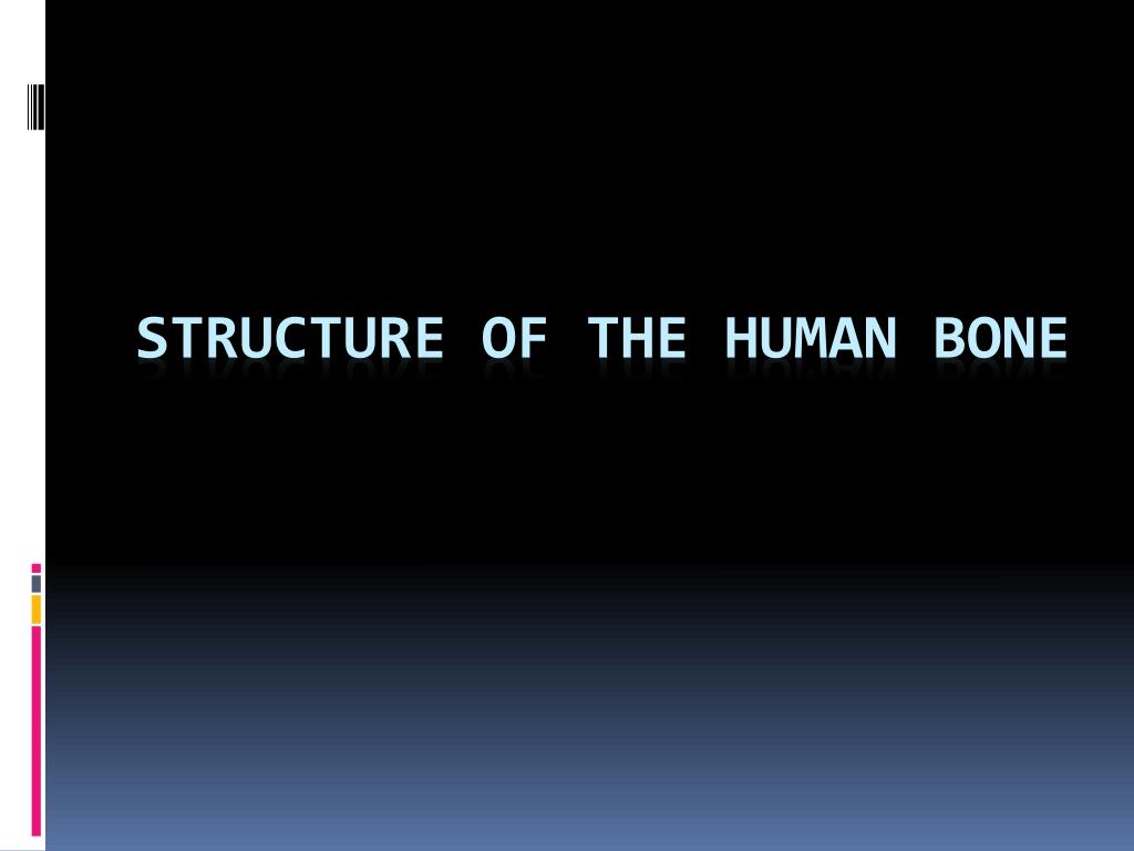 PPT - Structure of the Human Bone PowerPoint Presentation, free ...