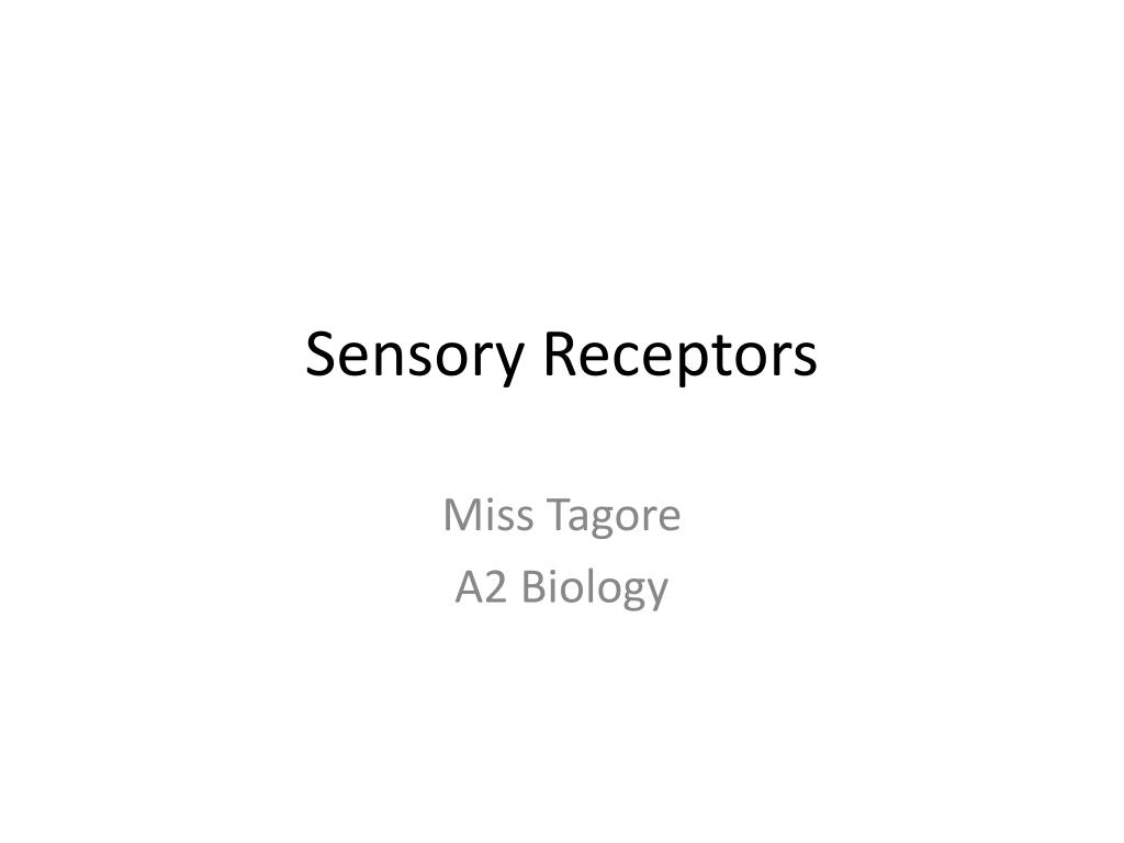 PPT - Sensory Receptors PowerPoint Presentation, free download - ID:3080329