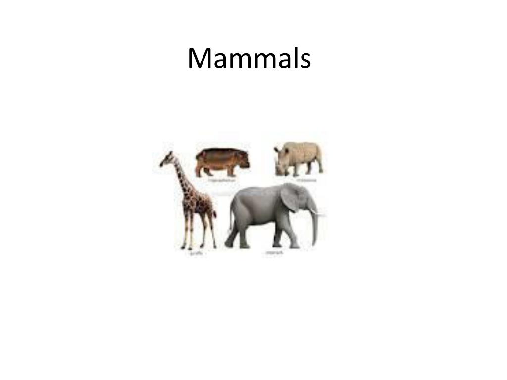 PPT - Mammals PowerPoint Presentation, free download - ID:3082158