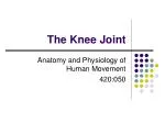 PPT - The Knee Joint PowerPoint Presentation, free download - ID:3329792