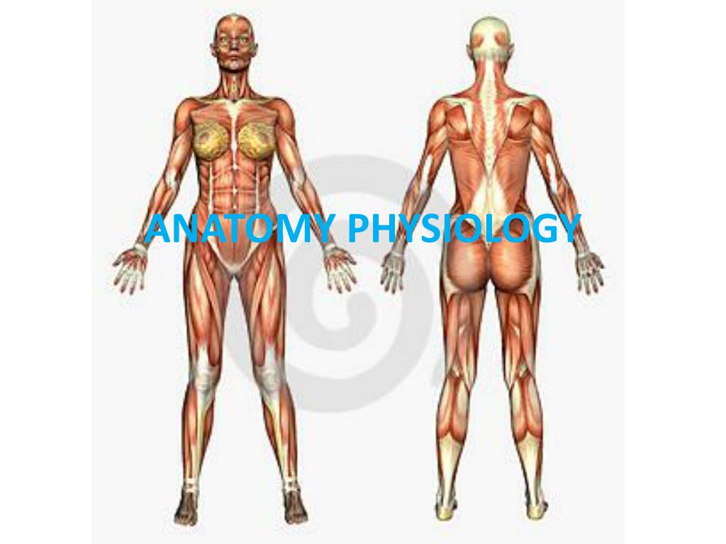 PPT - ANATOMY PHYSIOLOGY PowerPoint Presentation, free download - ID:3083745