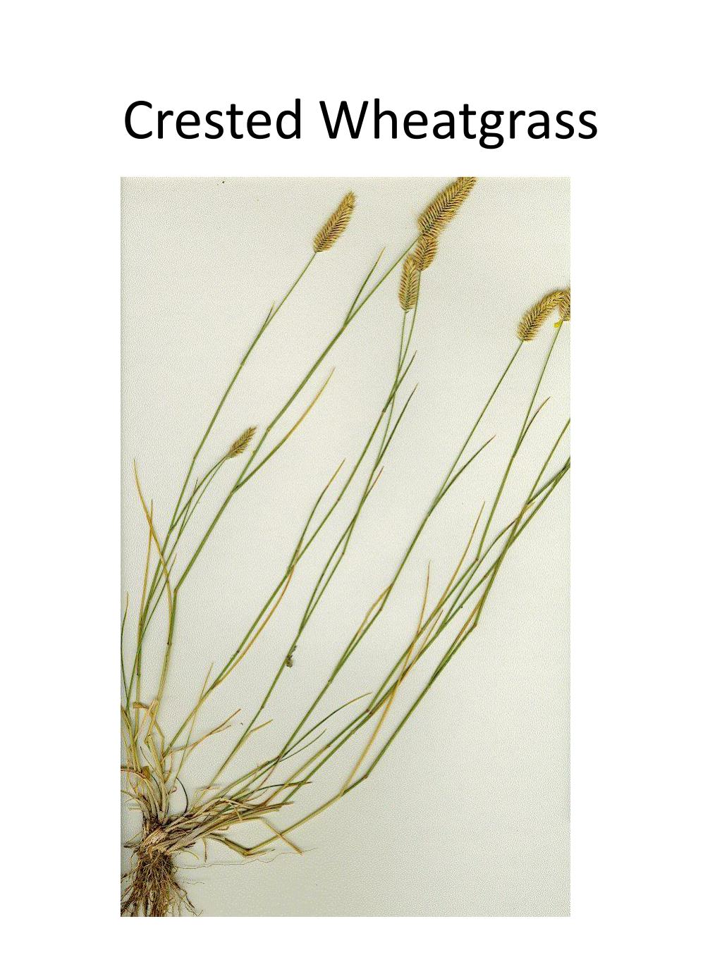 PPT - Crested Wheatgrass PowerPoint Presentation, free download - ID ...