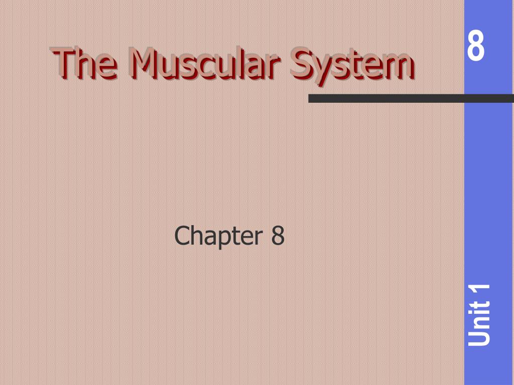 PPT - The Muscular System PowerPoint Presentation, free download - ID ...
