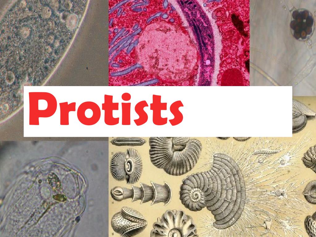 PPT - Protists PowerPoint Presentation, free download - ID:3086875