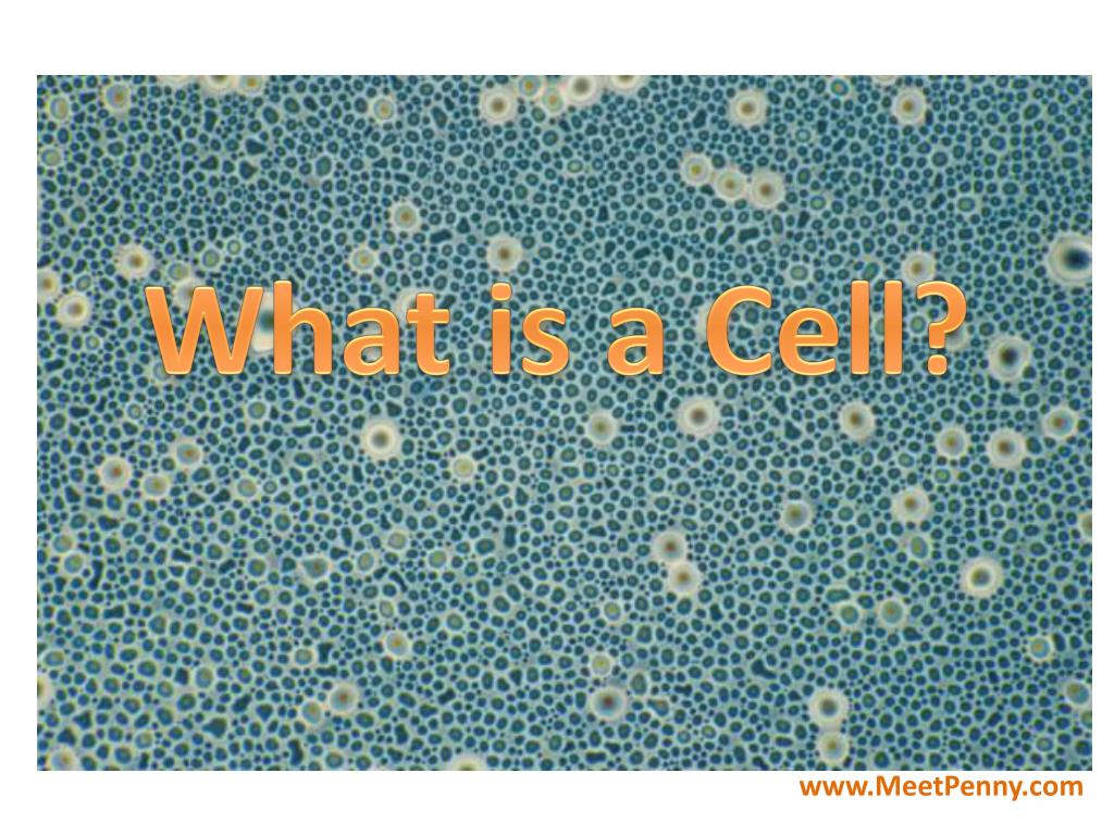 PPT - What is a Cell? PowerPoint Presentation, free download - ID:3093301