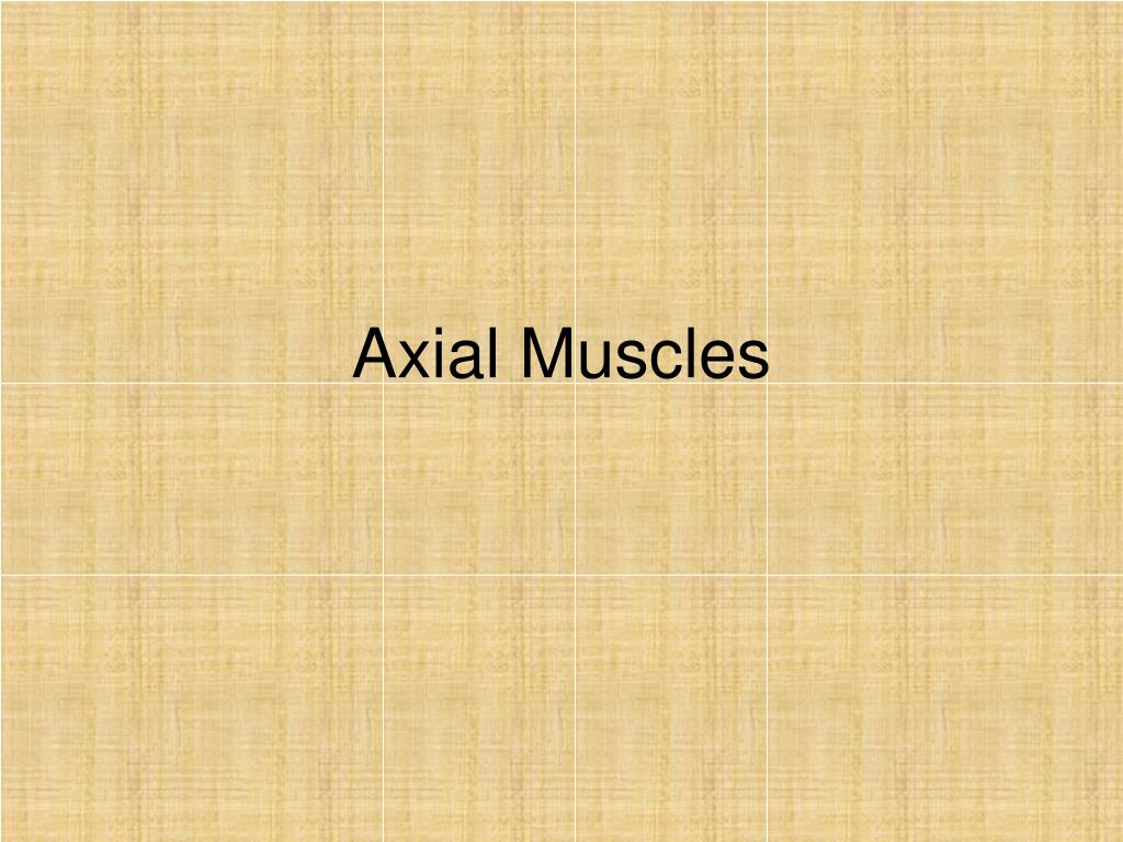 PPT - Axial Muscles PowerPoint Presentation, free download - ID:3093680