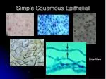 PPT - Simple squamous epithelium PowerPoint Presentation, free download ...