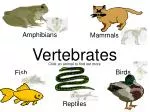 PPT - The 5 Classes of Vertebrates PowerPoint Presentation, free ...