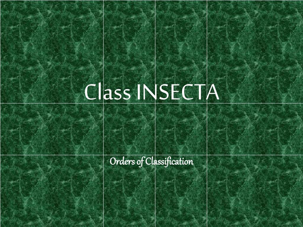 PPT - Class INSECTA PowerPoint Presentation, free download - ID:3095599