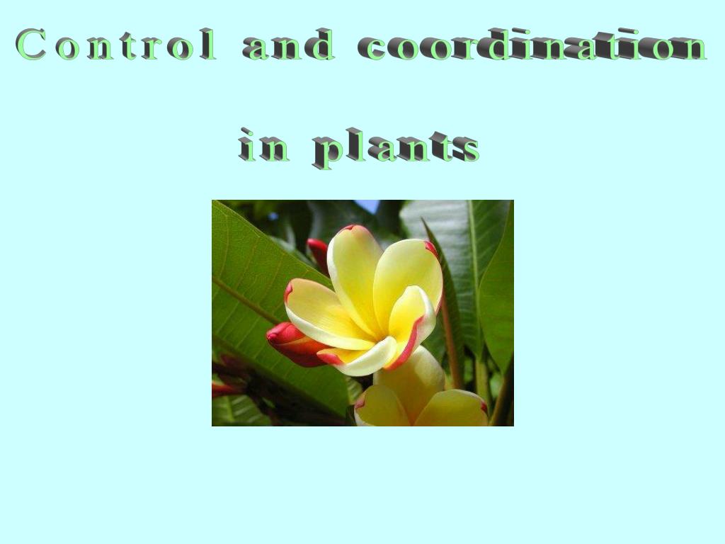 PPT - Control and coordination in plants PowerPoint Presentation, free ...