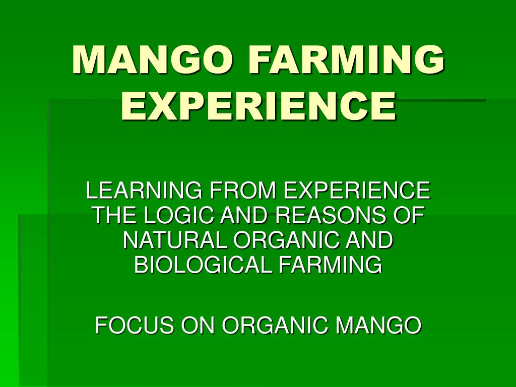 PPT - MANGO FARMING EXPERIENCE PowerPoint Presentation, free download ...