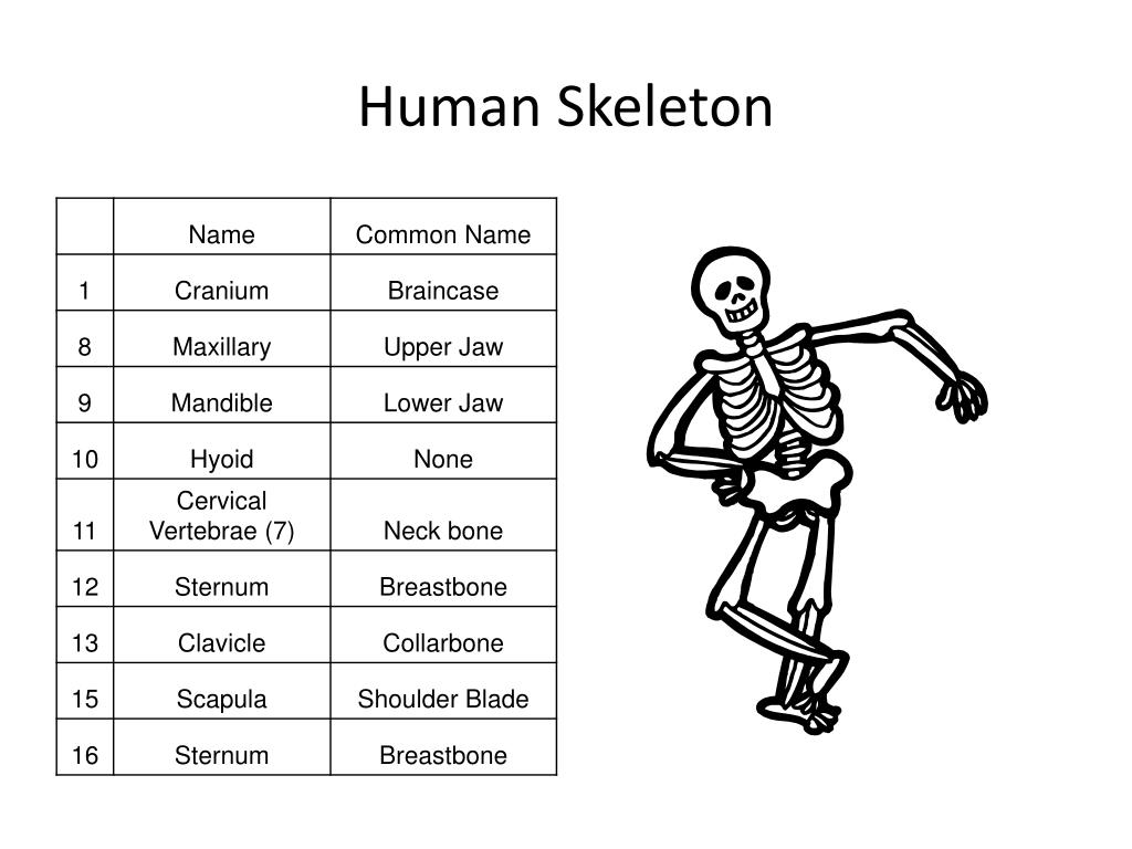 PPT - Human Skeleton PowerPoint Presentation, free download - ID:3096353