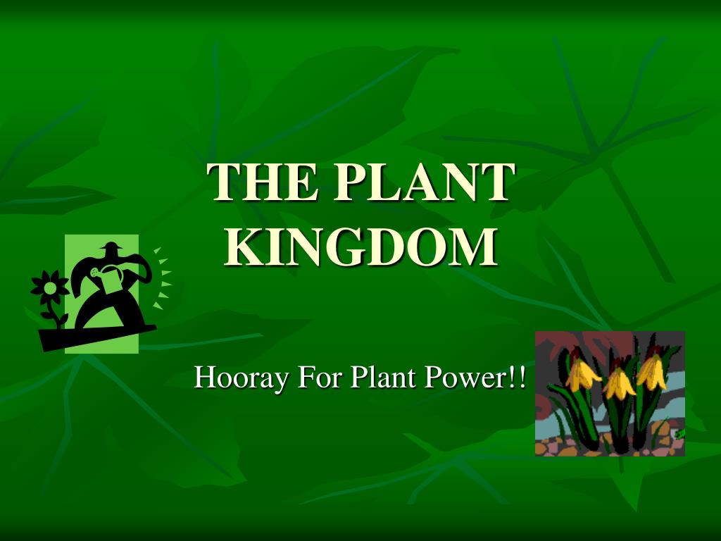 PPT - THE PLANT KINGDOM PowerPoint Presentation, free download - ID:3096457