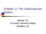 PPT - Chapter 18 Anatomy of the Cardiovascular System PowerPoint ...