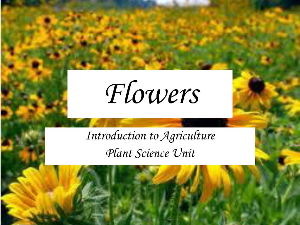 PPT - Flowers PowerPoint Presentation, free download - ID:3098304