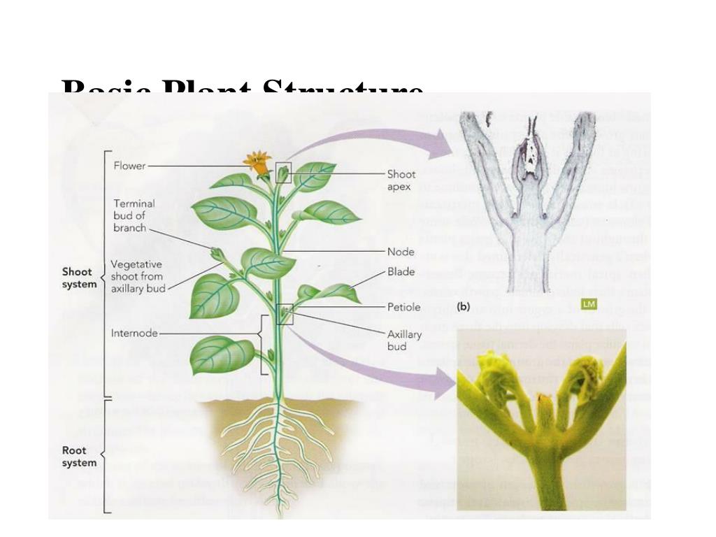 PPT - Basic Plant Structure PowerPoint Presentation, free download - ID ...