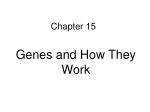 PPT - How Genes Work PowerPoint Presentation, free download - ID:671280