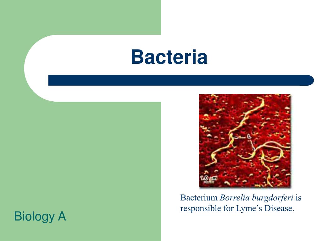 PPT - Bacteria PowerPoint Presentation, free download - ID:3101722