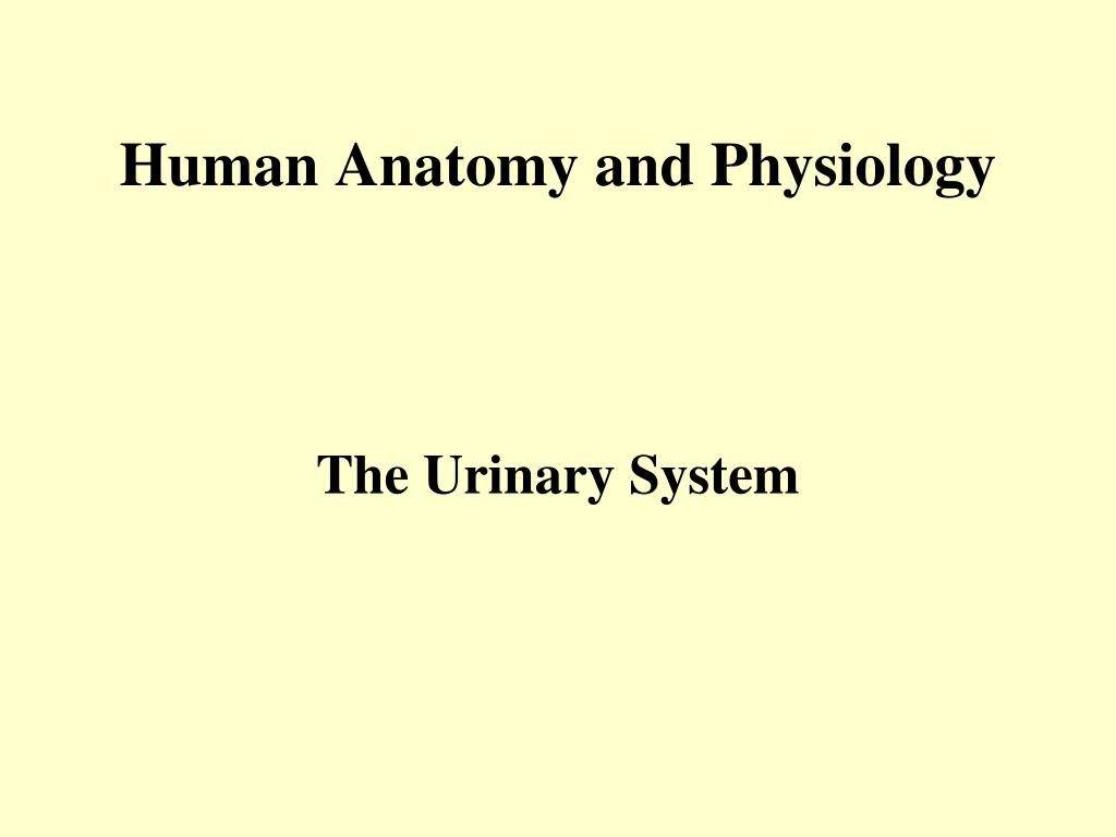 PPT - Human Anatomy and Physiology PowerPoint Presentation, free ...