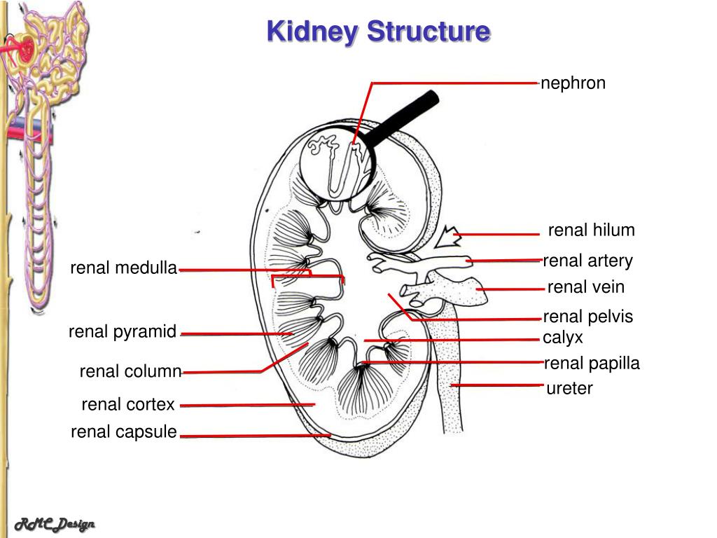 PPT - Kidney Structure PowerPoint Presentation, free download - ID:3101997