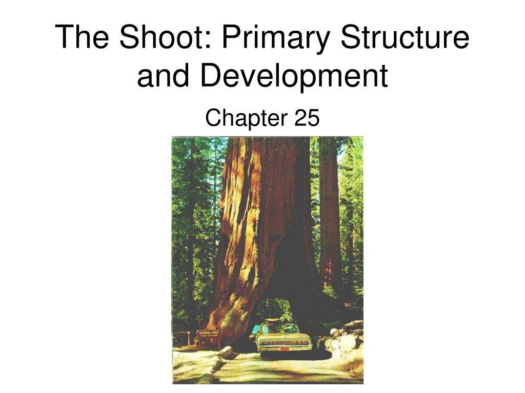 PPT - The Shoot: Primary Structure and Development PowerPoint ...