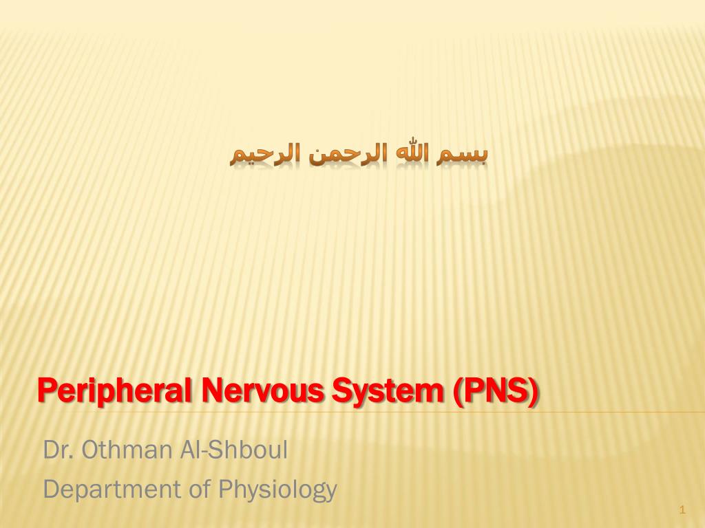 PPT - Peripheral Nervous System (PNS) PowerPoint Presentation, free ...