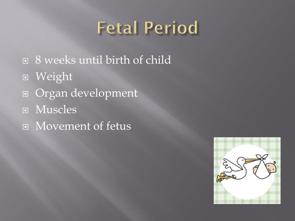 PPT - Fetal Period PowerPoint Presentation, free download - ID:3105143