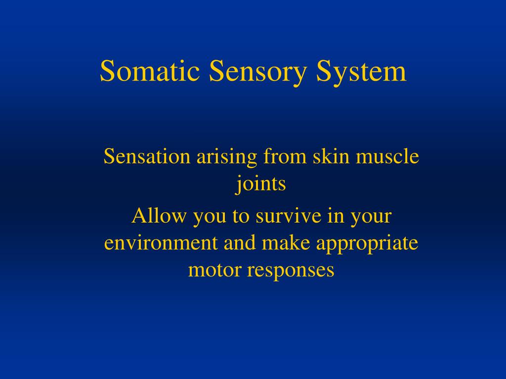 PPT - Somatic Sensory System PowerPoint Presentation, free download ...