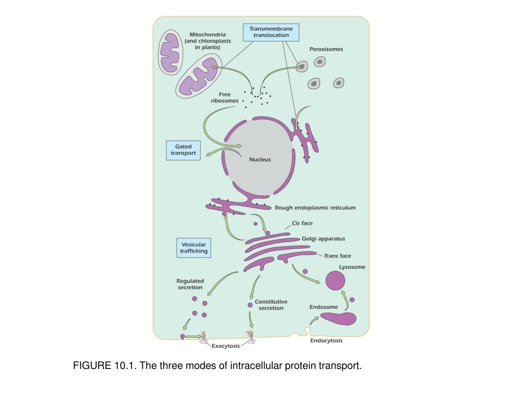 PPT - FIGURE 10.1. The three modes of intracellular protein transport ...