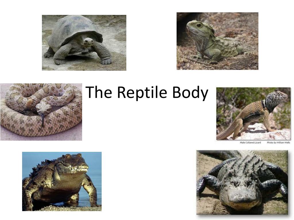 PPT - The Reptile Body PowerPoint Presentation, free download - ID:3108092